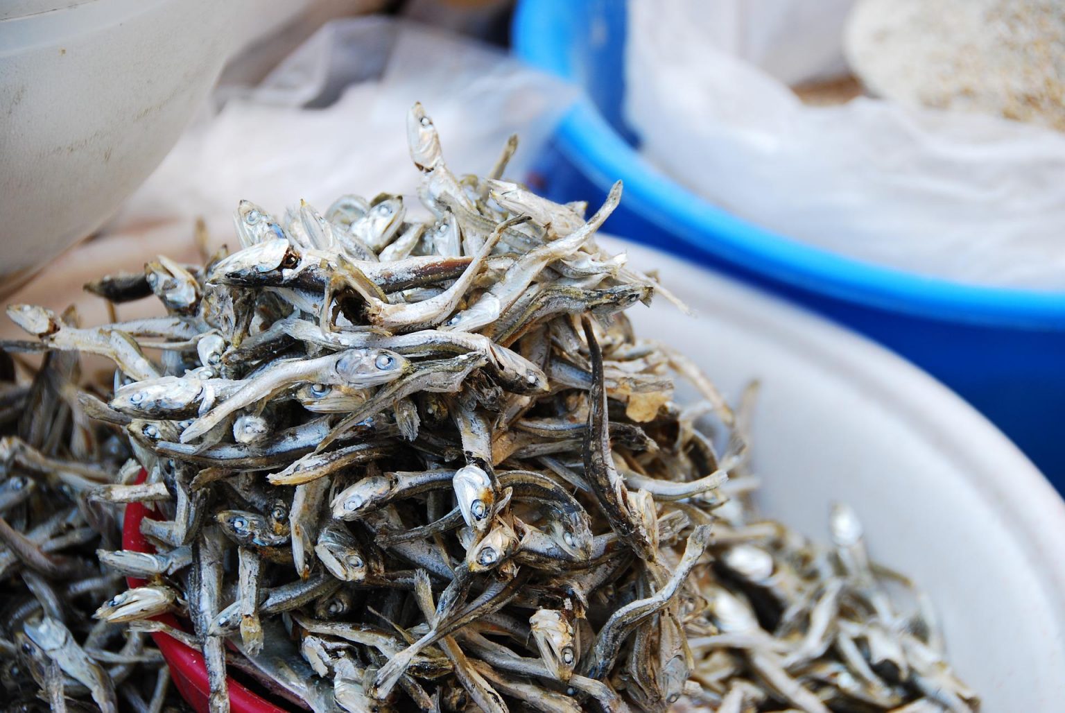 Berbagai Makanan Berbahan Dasar Si Kecil, Ikan Teri (Stolephorus spp ...